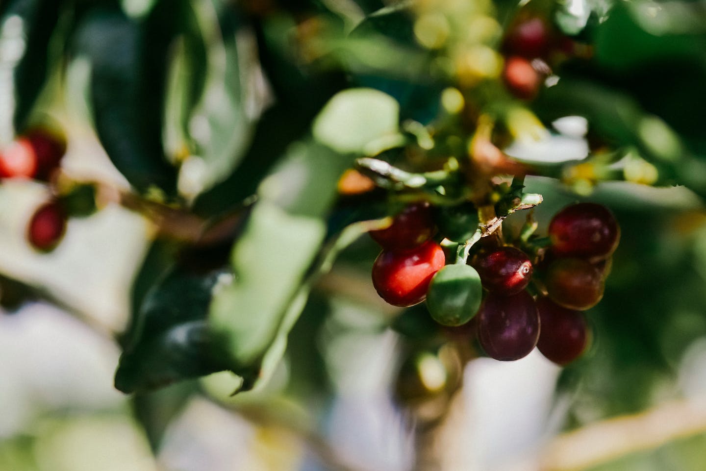 What is Cherry Coffee?